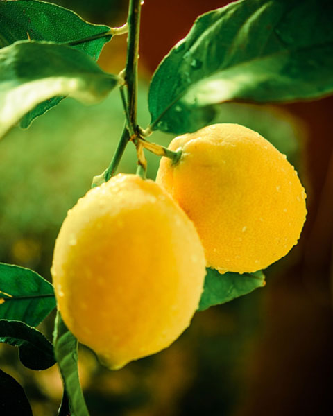 Lemon Peel - Tammy Fender