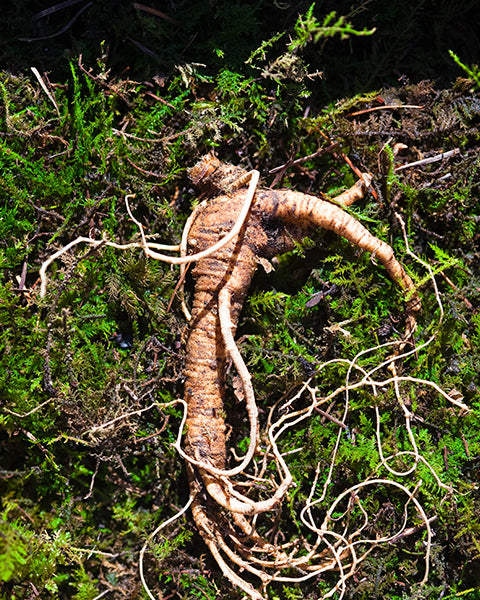 Ginseng Root - Tammy Fender
