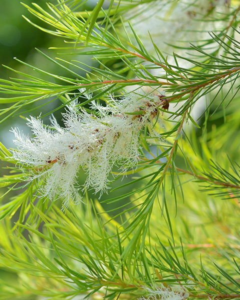 Tea Tree - Tammy Fender